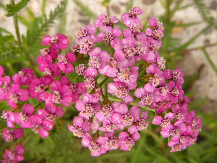Yarrow flowers pink | Albuquerque Herbalism
