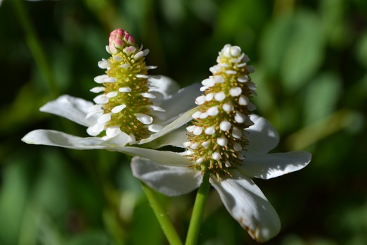 Going Deeper with Yerba Mansa | Albuquerque Herbalism