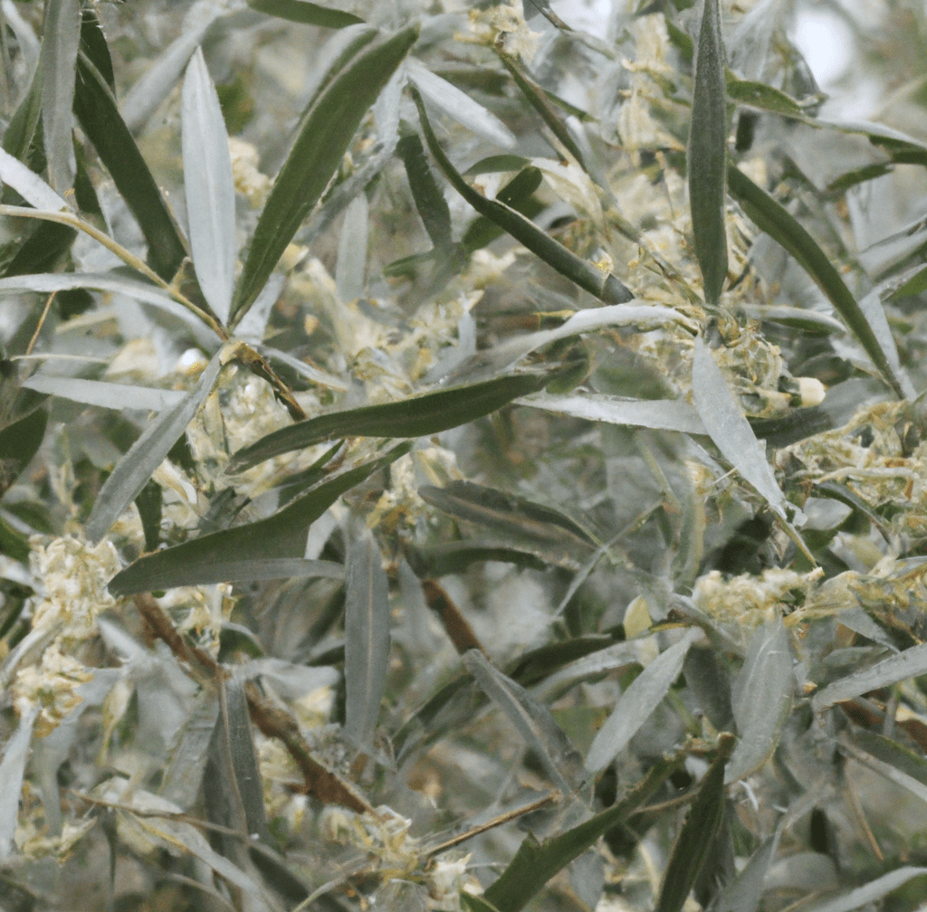 The Orientation of Russian Olive | Albuquerque Herbalism