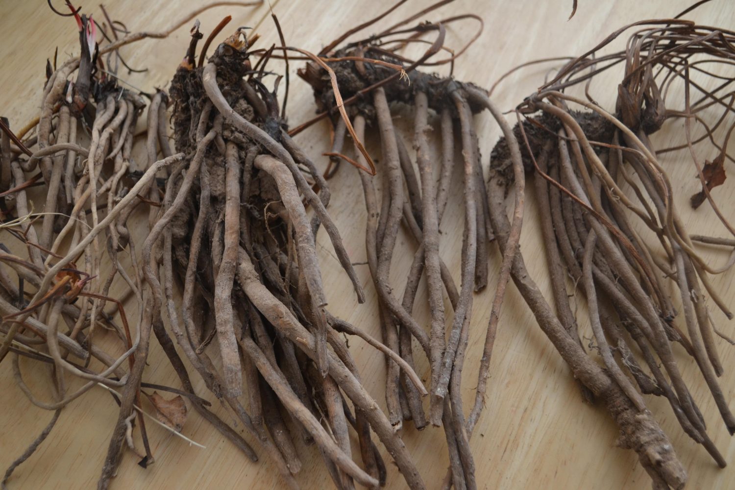 Going Deeper with Yerba Mansa | Albuquerque Herbalism